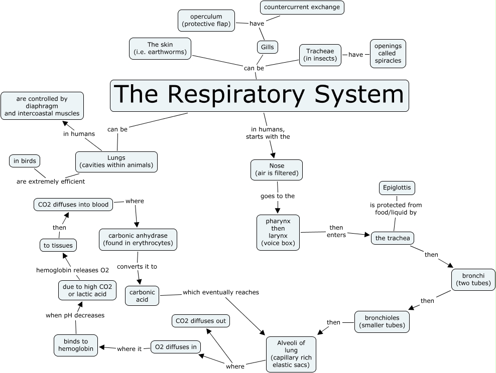 respiratory system